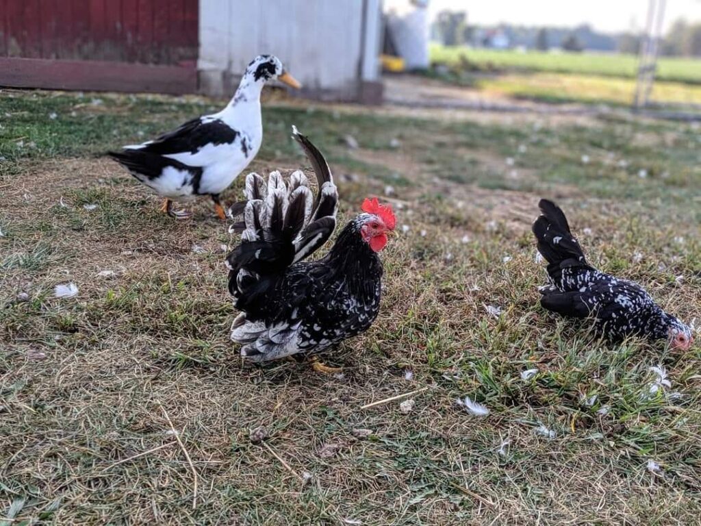 Mottled Japanese Bantam Chickens for Sale | Cackle Hatchery®