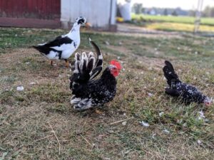 Mottled Japanese Bantam Chickens for Sale | Cackle Hatchery®