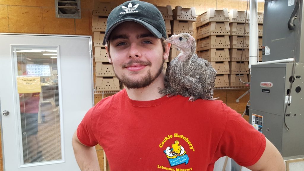 Narragansett Turkeys - Poults for Sale | Cackle Hatchery®