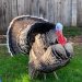 Narragansett Turkeys - Poults for Sale | Cackle Hatchery®
