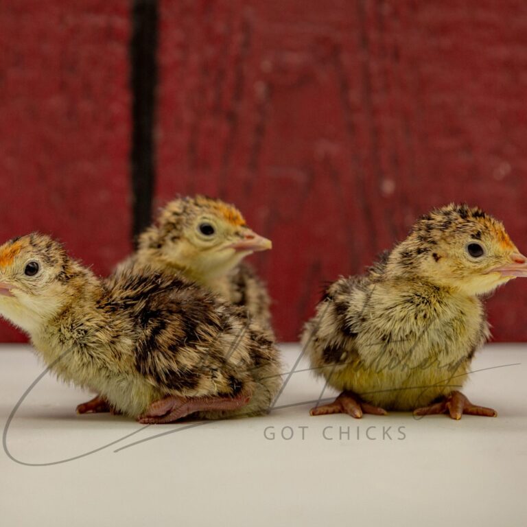 Narragansett Turkeys - Poults for Sale | Cackle Hatchery®
