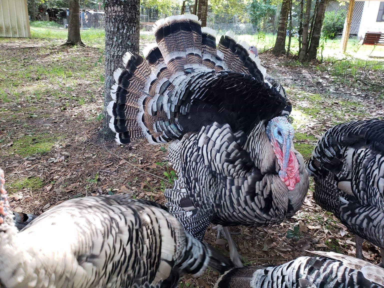 Narragansett Turkeys - Poults for Sale | Cackle Hatchery®