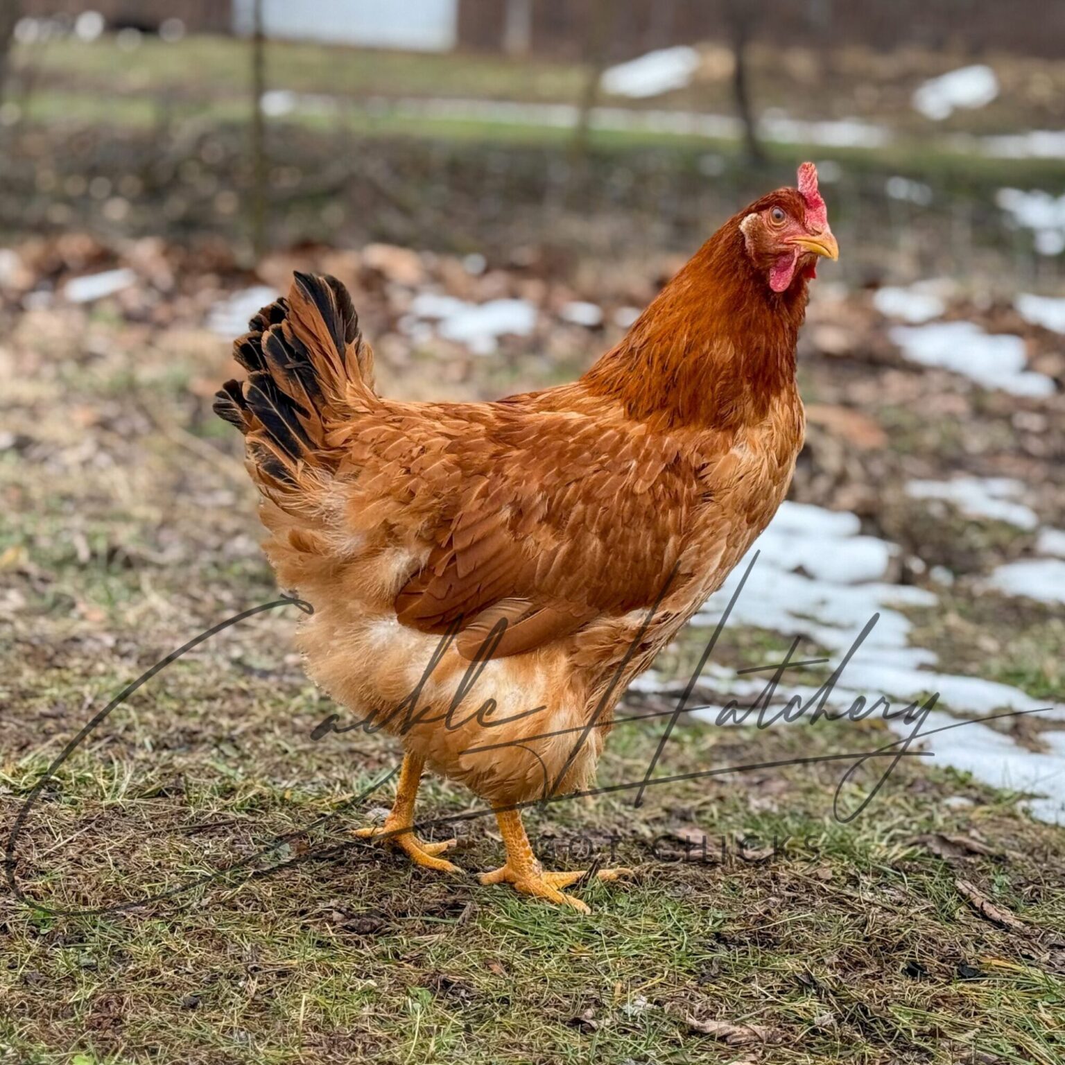 New Hampshire Red - Baby Chickens for Sale | Cackle Hatchery®