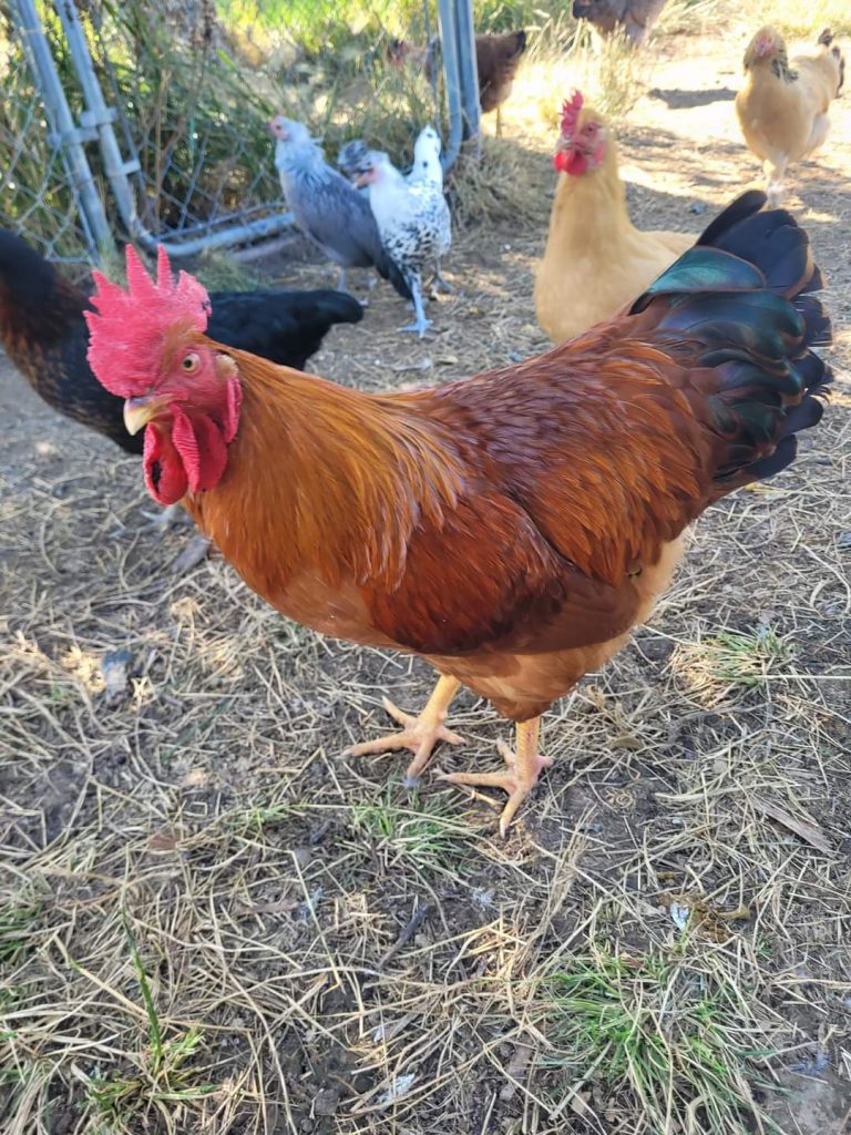 New Hampshire Red - Baby Chickens for Sale | Cackle Hatchery®