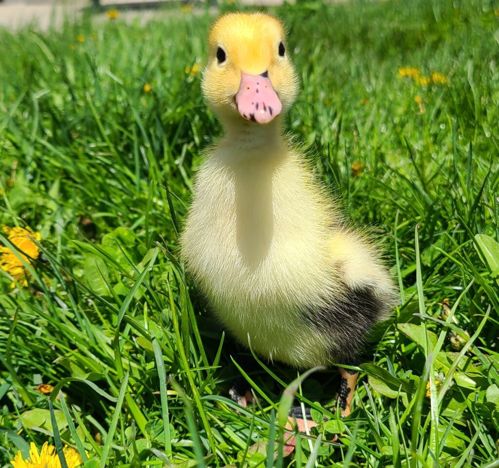 Ancona Ducklings| Rare All-Purpose Ducks | Cackle Hatchery®