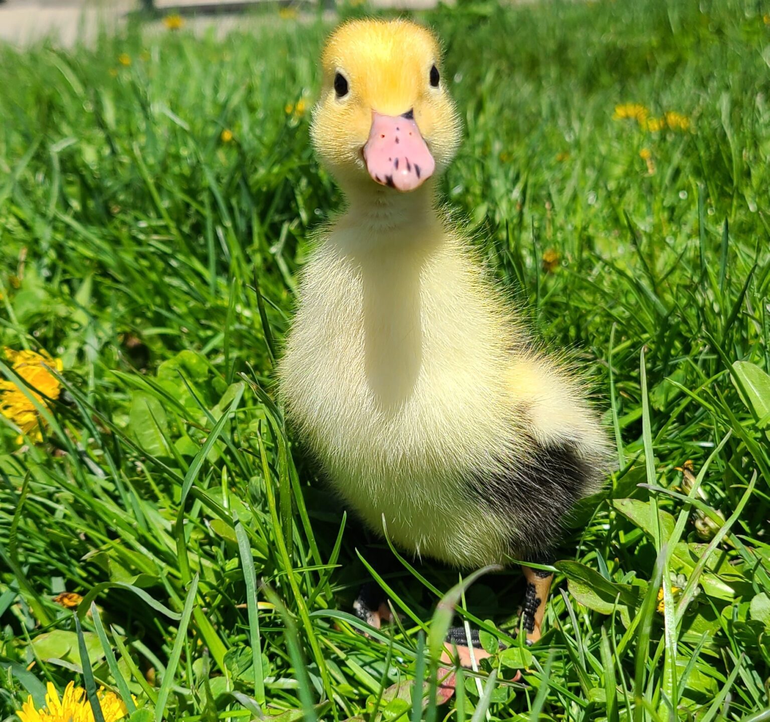 Ancona Ducklings| Rare All-Purpose Ducks | Cackle Hatchery®