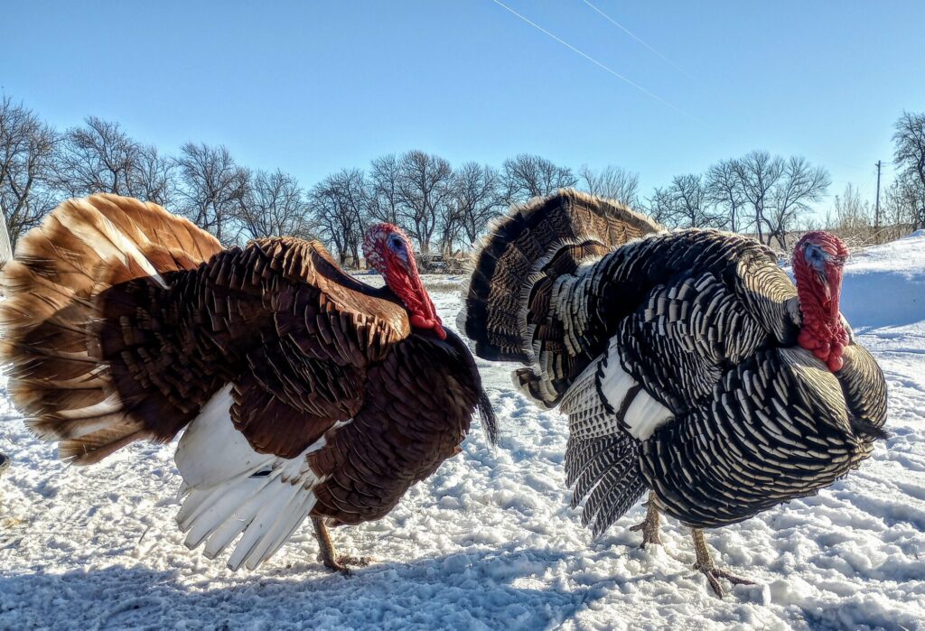 Surplus Rare Turkey Special | Cackle Hatchery®