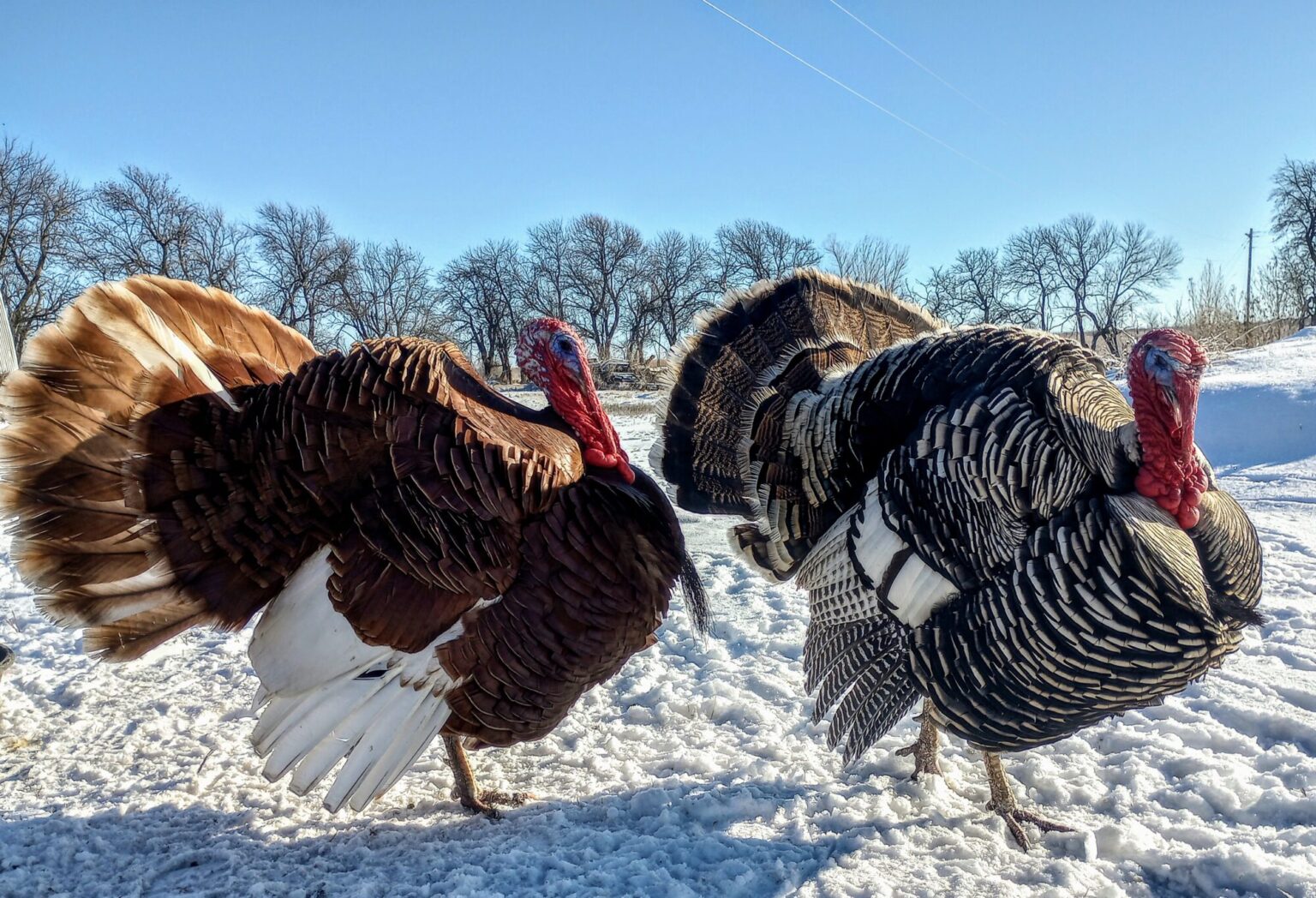 Surplus Rare Turkey Special | Cackle Hatchery®