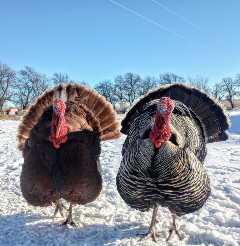 Surplus Rare Turkey Special | Cackle Hatchery®