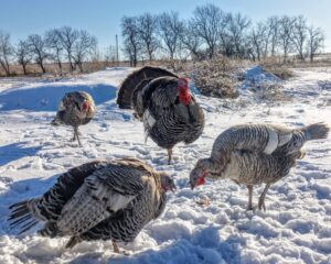 Narragansett Turkeys - Poults for Sale | Cackle Hatchery®