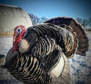 Narragansett Turkeys - Poults for Sale | Cackle Hatchery®
