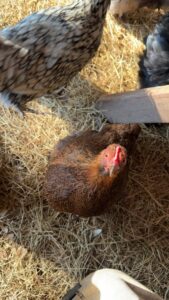 Partridge Cochin Bantam - Chicks for Sale | Cackle Hatchery®