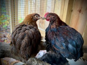 Partridge Cochin Bantam - Chicks for Sale | Cackle Hatchery®