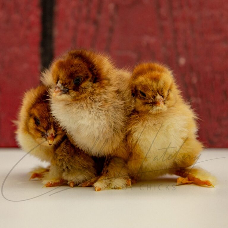 Partridge Cochin Standard - Baby Chicks | Cackle Hatchery®