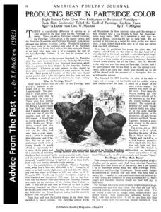 Partridge Cochin Standard - Baby Chicks | Cackle Hatchery®