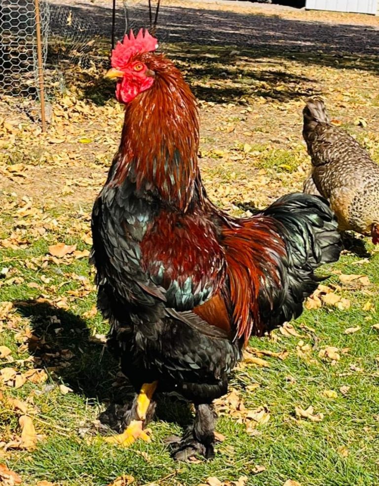 Partridge Cochin Standard - Baby Chicks | Cackle Hatchery®