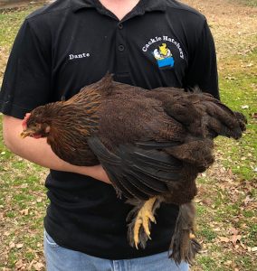 Partridge Cochin Standard - Baby Chicks | Cackle Hatchery®