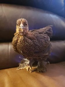Partridge Cochin Standard - Baby Chicks | Cackle Hatchery®