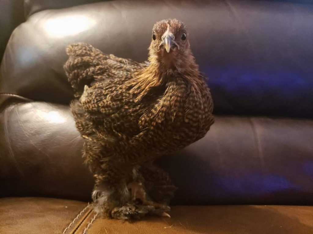 Partridge Cochin Standard - Baby Chicks | Cackle Hatchery®