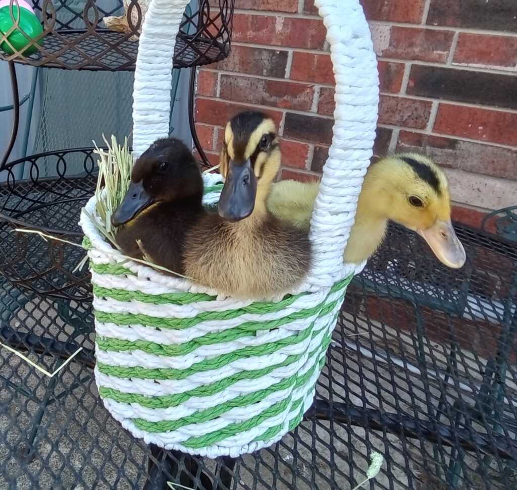 Surplus Duck Bargain Waterfowl Special | Cackle Hatchery®