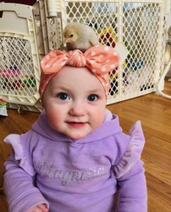 Porcelain D'uccle Bantam - Chicks for Sale | Cackle Hatchery®