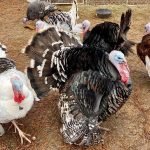 Surplus Rare Turkey Special | Cackle Hatchery®