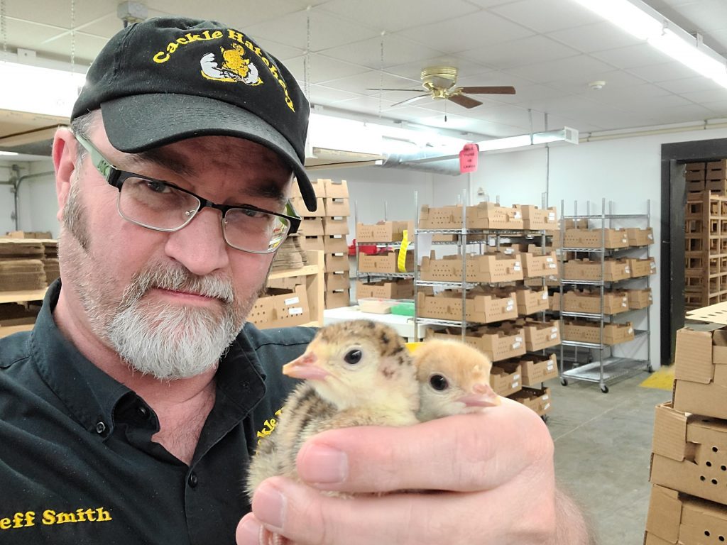 Surplus Rare Turkey Special | Cackle Hatchery®