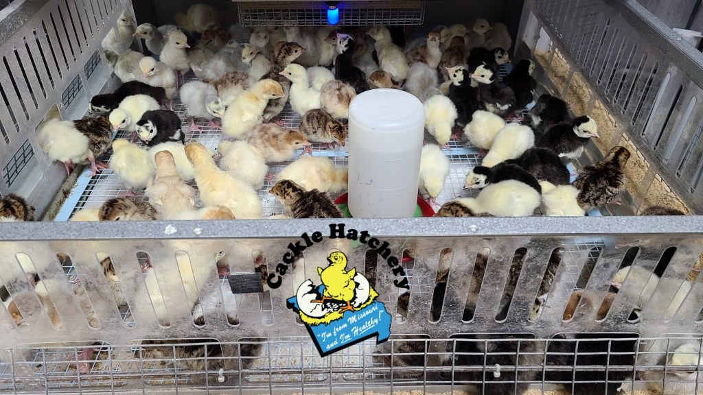 Surplus Rare Turkey Special | Cackle Hatchery®