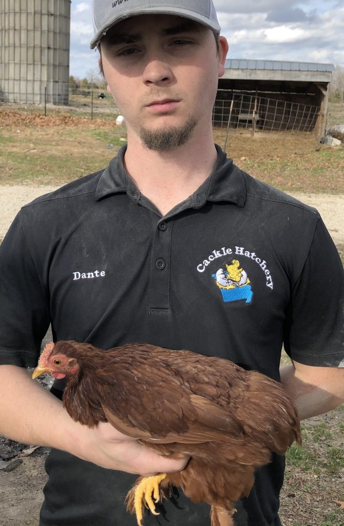 Red Cochin Bantam - Bantam Chicks for Sale | Cackle Hatchery®