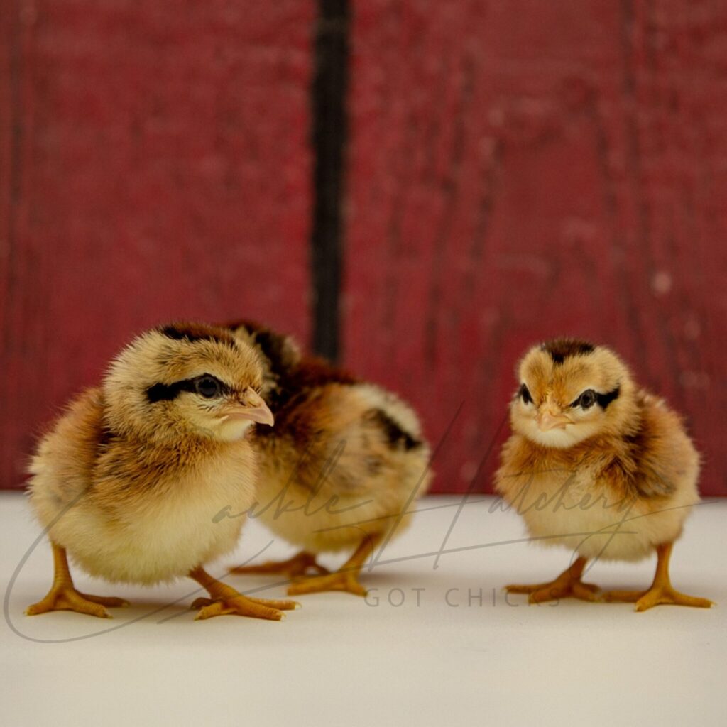 Red Junglefowl - Rare Breed Chicks for Sale | Cackle Hatchery®