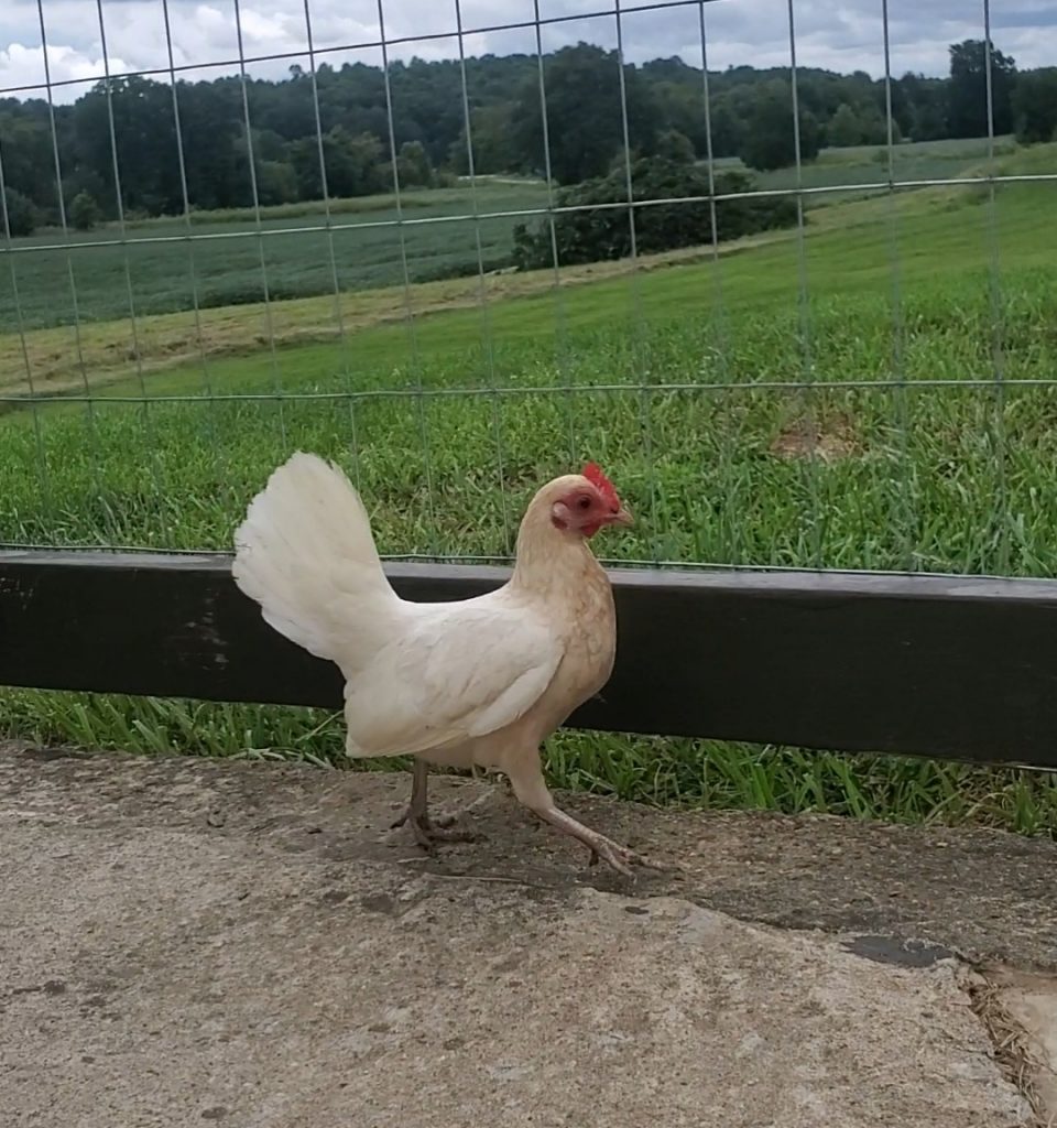 Red Pyle Old English Bantam Chicks | Cackle Hatchery®