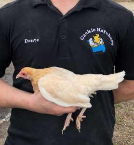 Red Pyle Old English Bantam Chicks | Cackle Hatchery®