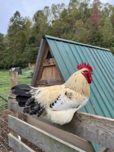 Red Sex Link Chickens for Sale Online - Baby Chicks | Cackle Hatchery®