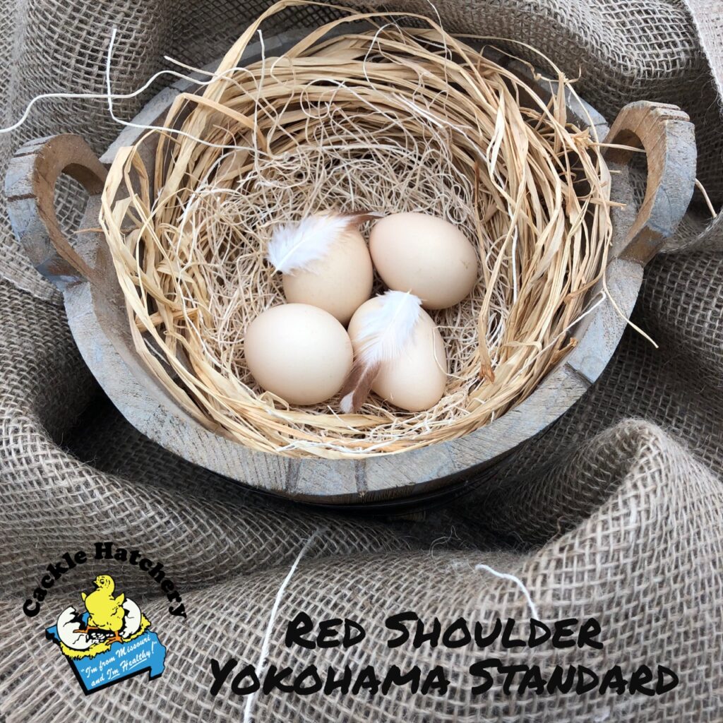 Red Shoulder Yokohama Chickens | Cackle Hatchery®
