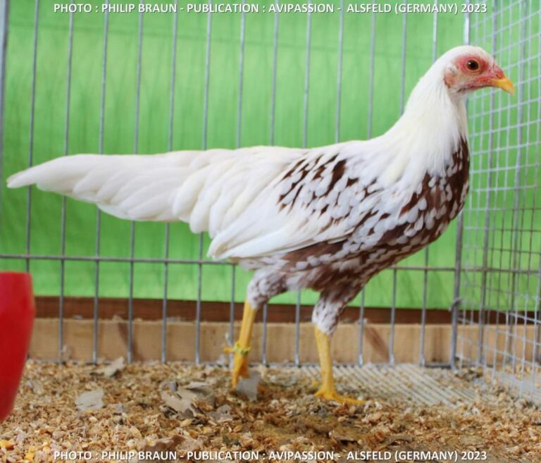 Red Shoulder Yokohama Chickens | Cackle Hatchery®