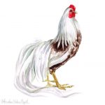 Red Shoulder Yokohama Chickens | Cackle Hatchery®