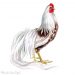 Red Shoulder Yokohama Chickens | Cackle Hatchery®