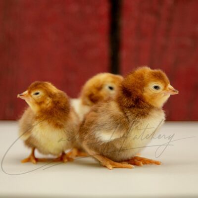 Rhode Island Red - Bantam Chicks for Sale | Cackle Hatchery®