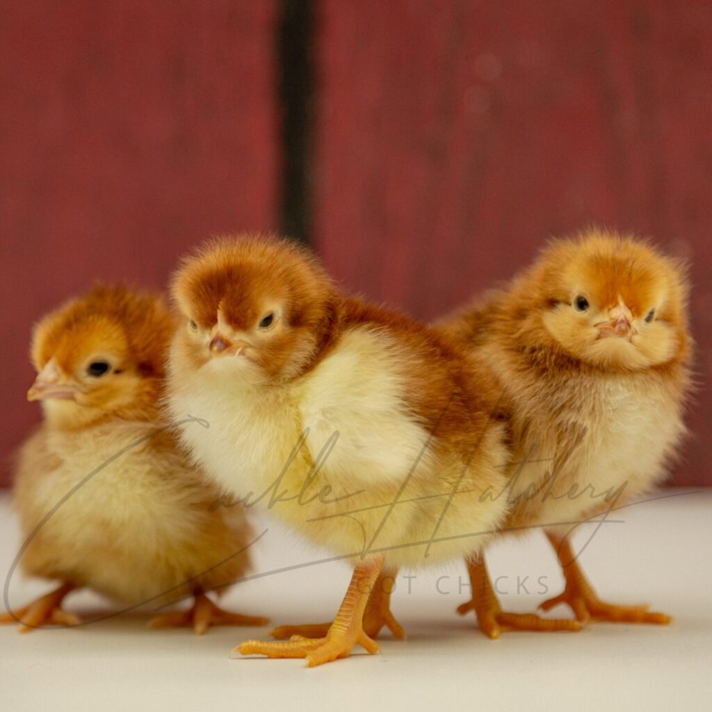 Rhode Island Red Baby Chicken Chicks For Sale | Cackle Hatchery®