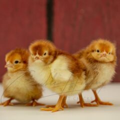 Rhode Island Red Baby Chicken Chicks For Sale | Cackle Hatchery®