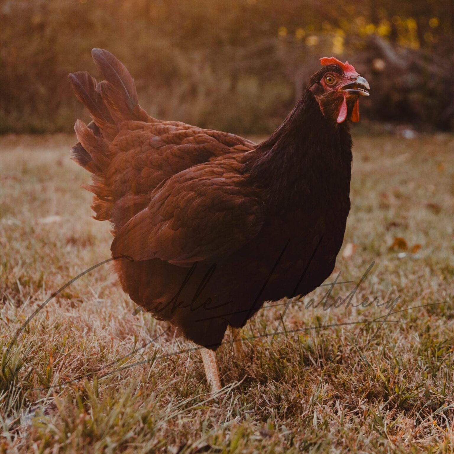 Rhode Island Red Baby Chicken Chicks For Sale | Cackle Hatchery®