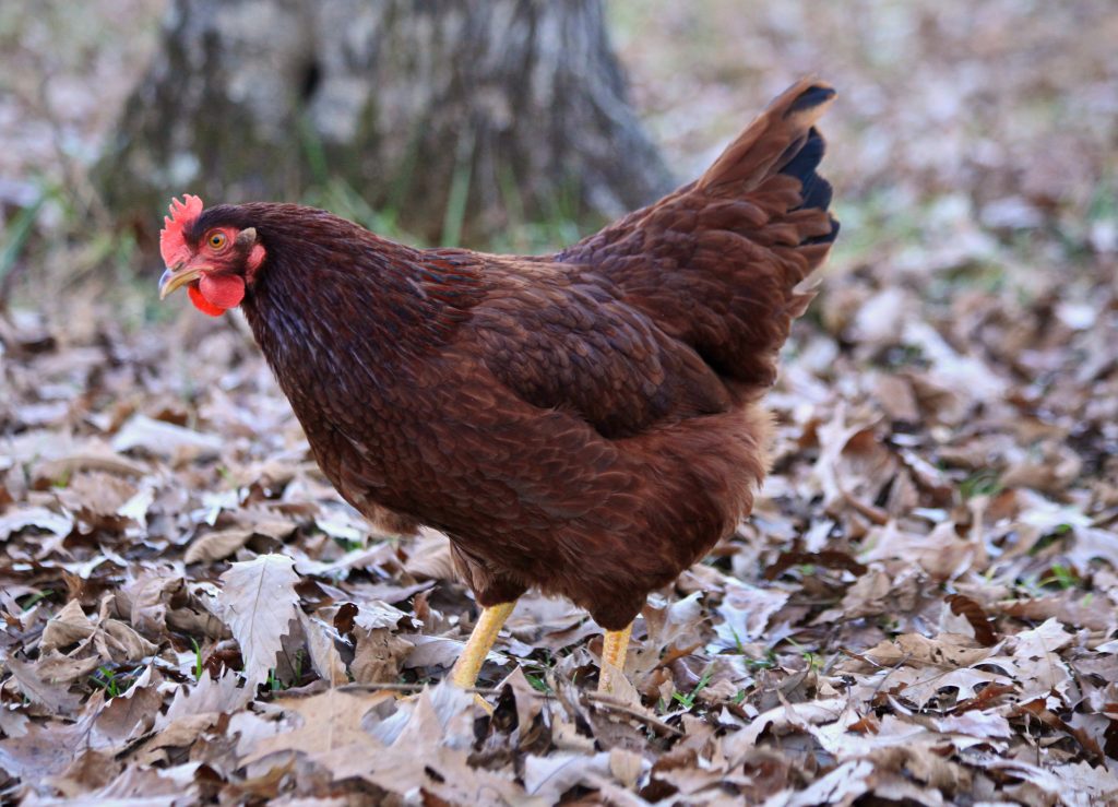 Rhode Island Red Baby Chicken Chicks For Sale | Cackle Hatchery®