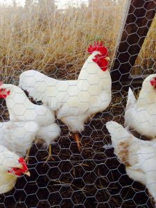 Rhode Island White Chickens - Baby Chicks For Sale | Cackle Hatchery®
