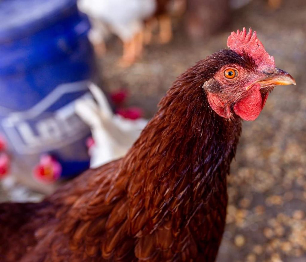 Rhode Island Red Baby Chicken Chicks For Sale | Cackle Hatchery®