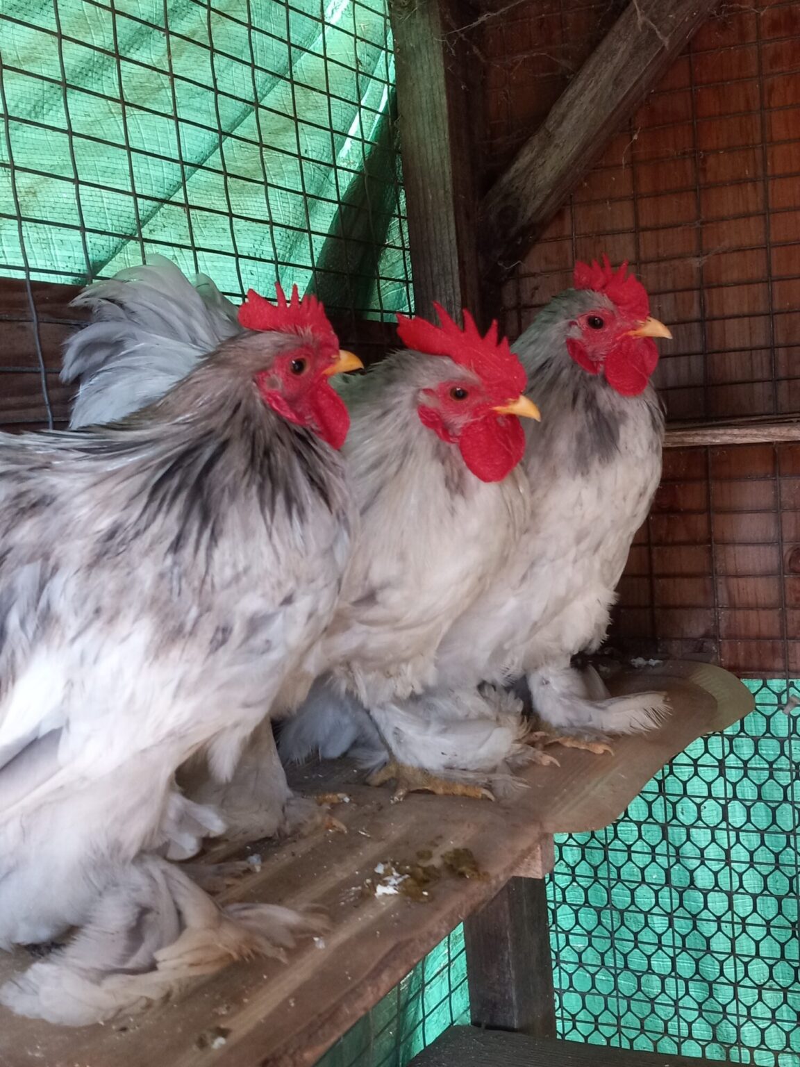 Splash Cochin Bantam Chickens for Sale | Cackle Hatchery®