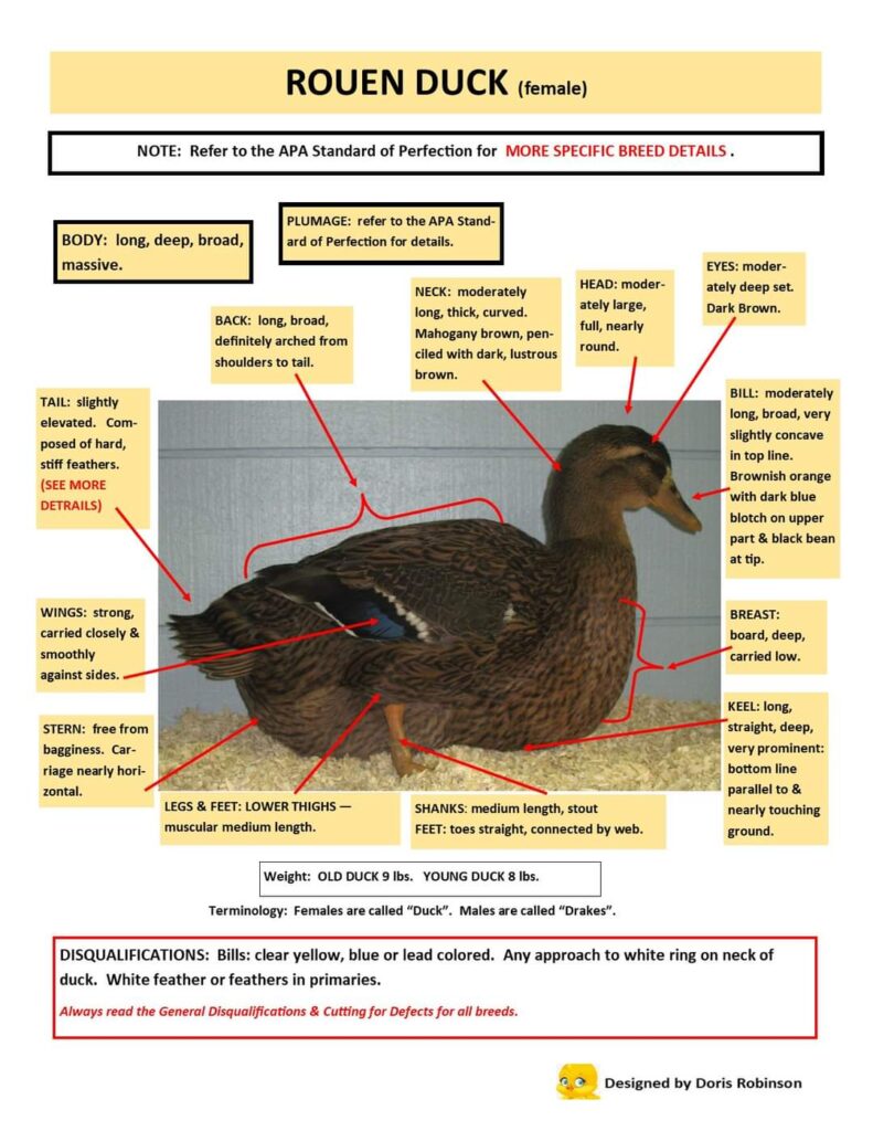 Rouen Ducks : Ducklings for Sale Online | Cackle Hatchery®