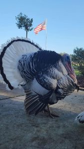 Royal Palm Turkey - Heritage Breed Turkeys | Cackle Hatchery®