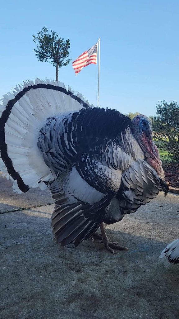 Royal Palm Turkey - Heritage Breed Turkeys | Cackle Hatchery®