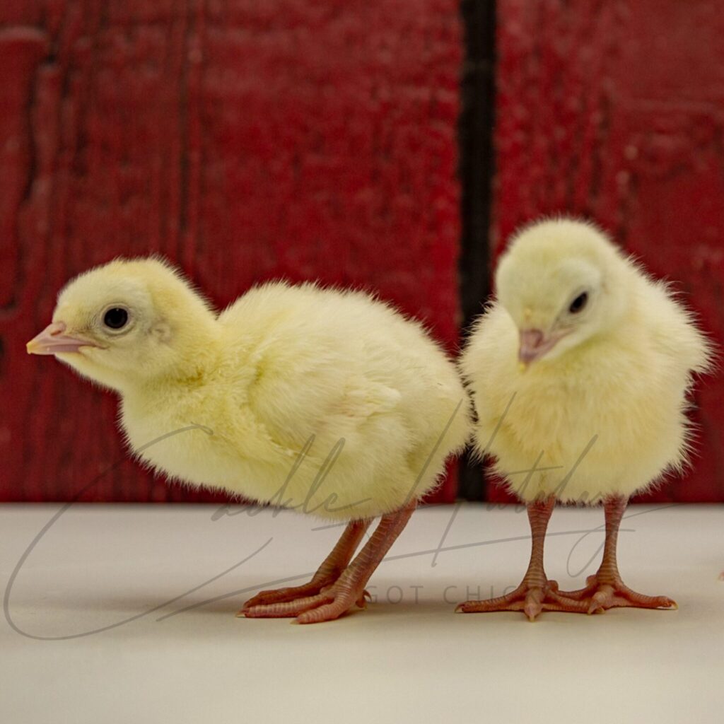 Royal Palm Turkey - Heritage Breed Turkeys | Cackle Hatchery®