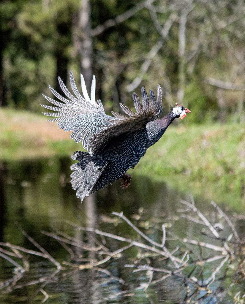 Pearl Guinea Keets - Guinea Fowl for Sale | Cackle Hatchery®